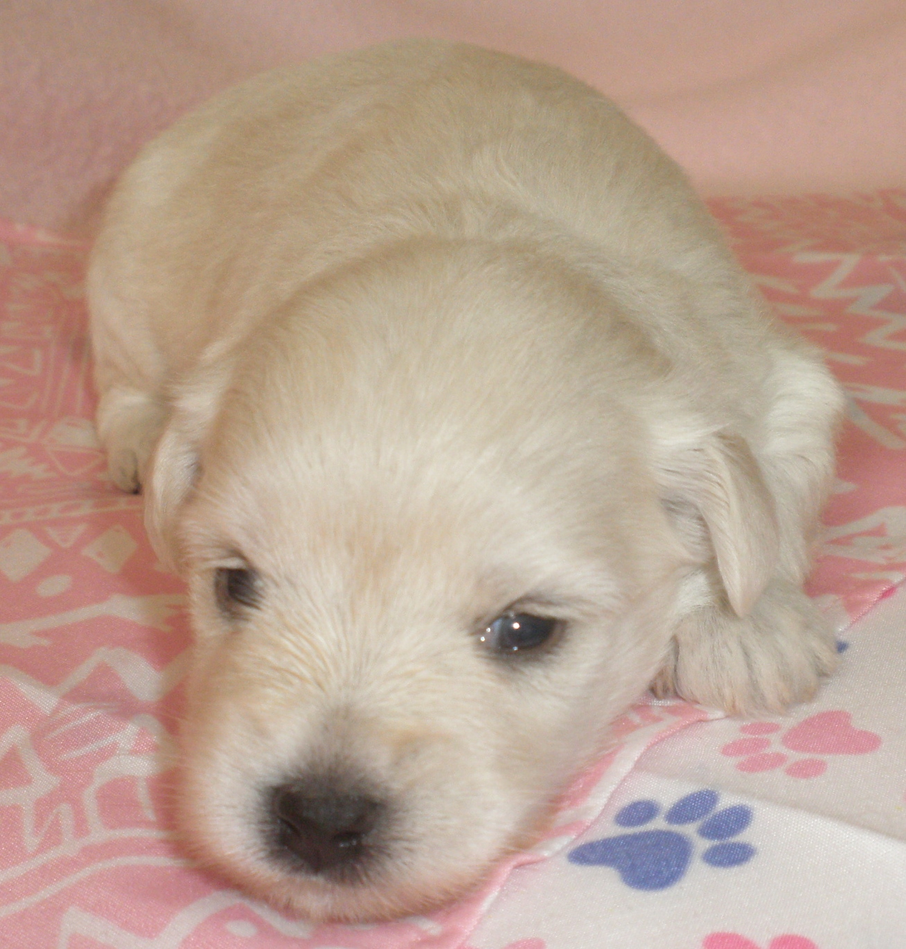 Puppies – Miniature Schnauzer Puppies For Sale